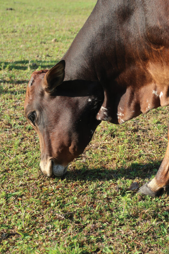 Miniature Zebu Cow - Grit